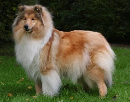 Sheba